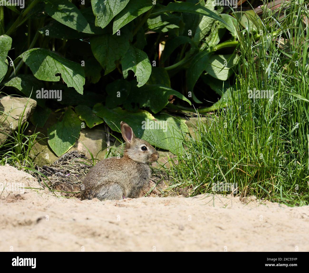 Rabbit (Oryctolagus cuniculus Stock Photo - Alamy