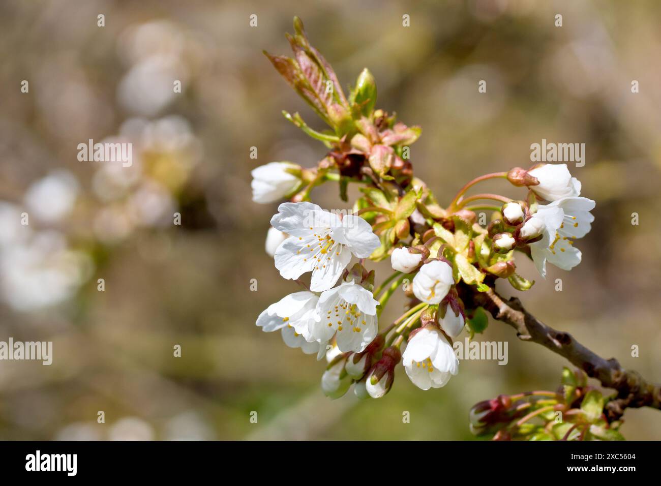 Spring cherry blossom closeup hi-res stock photography and images - Alamy