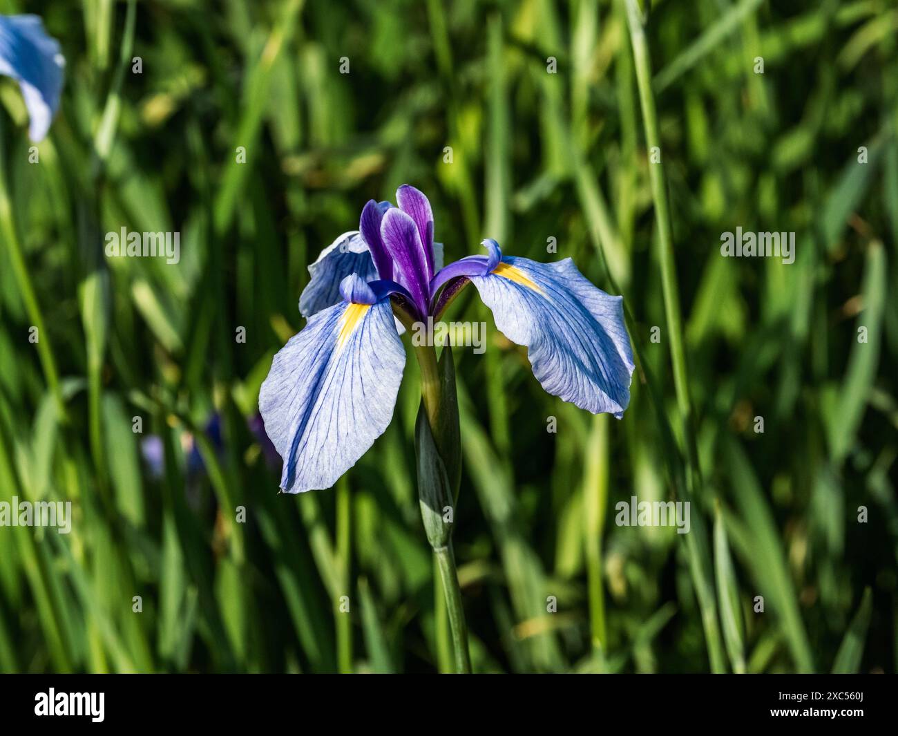 A Japanese Iris flower, Iris ensata, in bloom in a wetland garden in ...