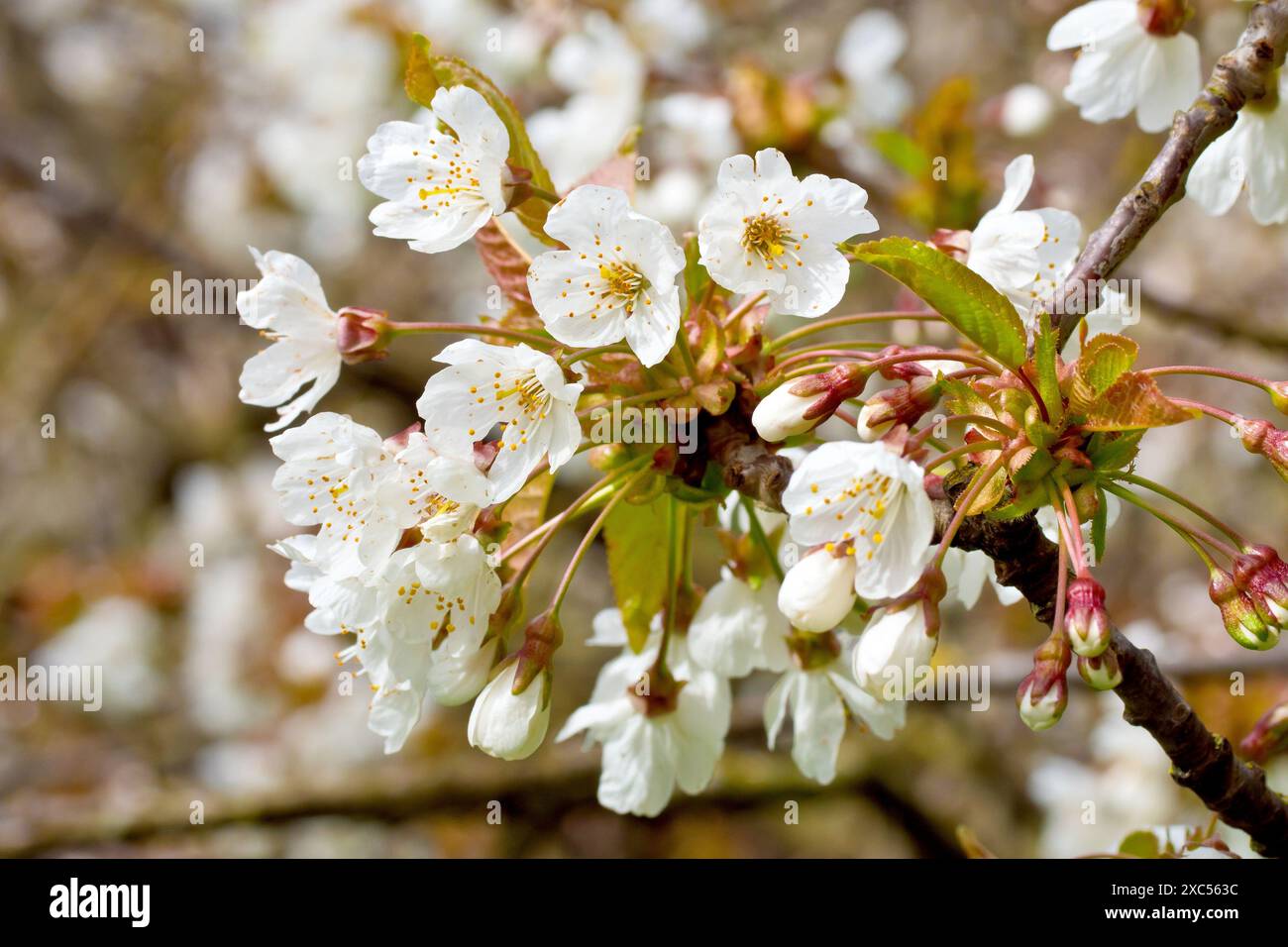 Spring cherry blossom closeup hi-res stock photography and images - Alamy
