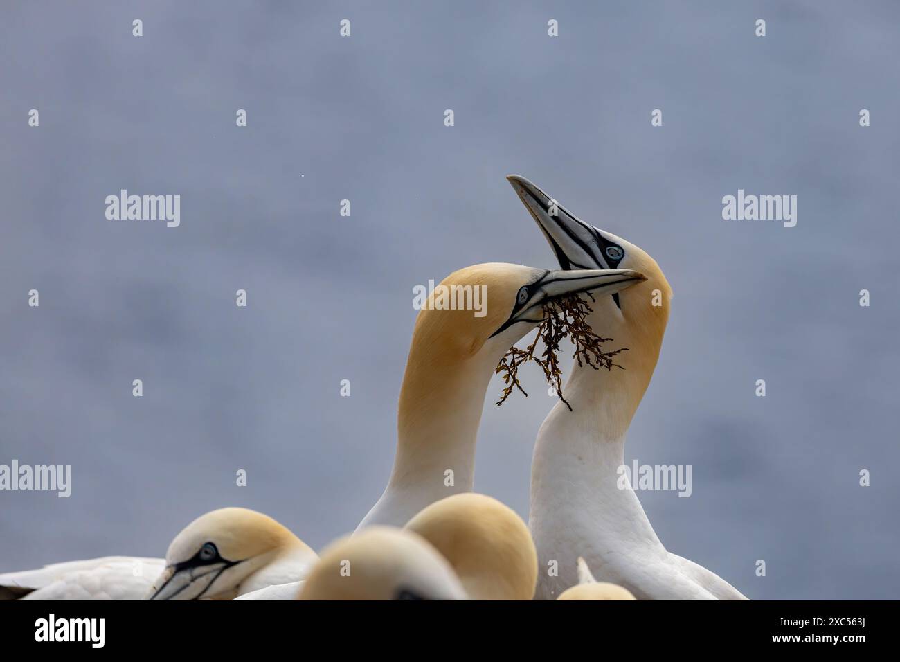 Coastal gannets hi-res stock photography and images - Alamy