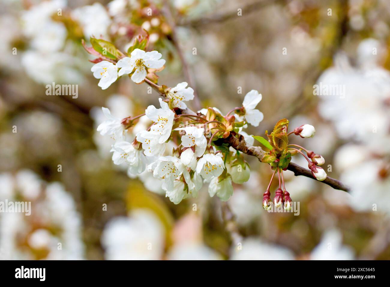 Spring cherry blossom closeup hi-res stock photography and images - Alamy