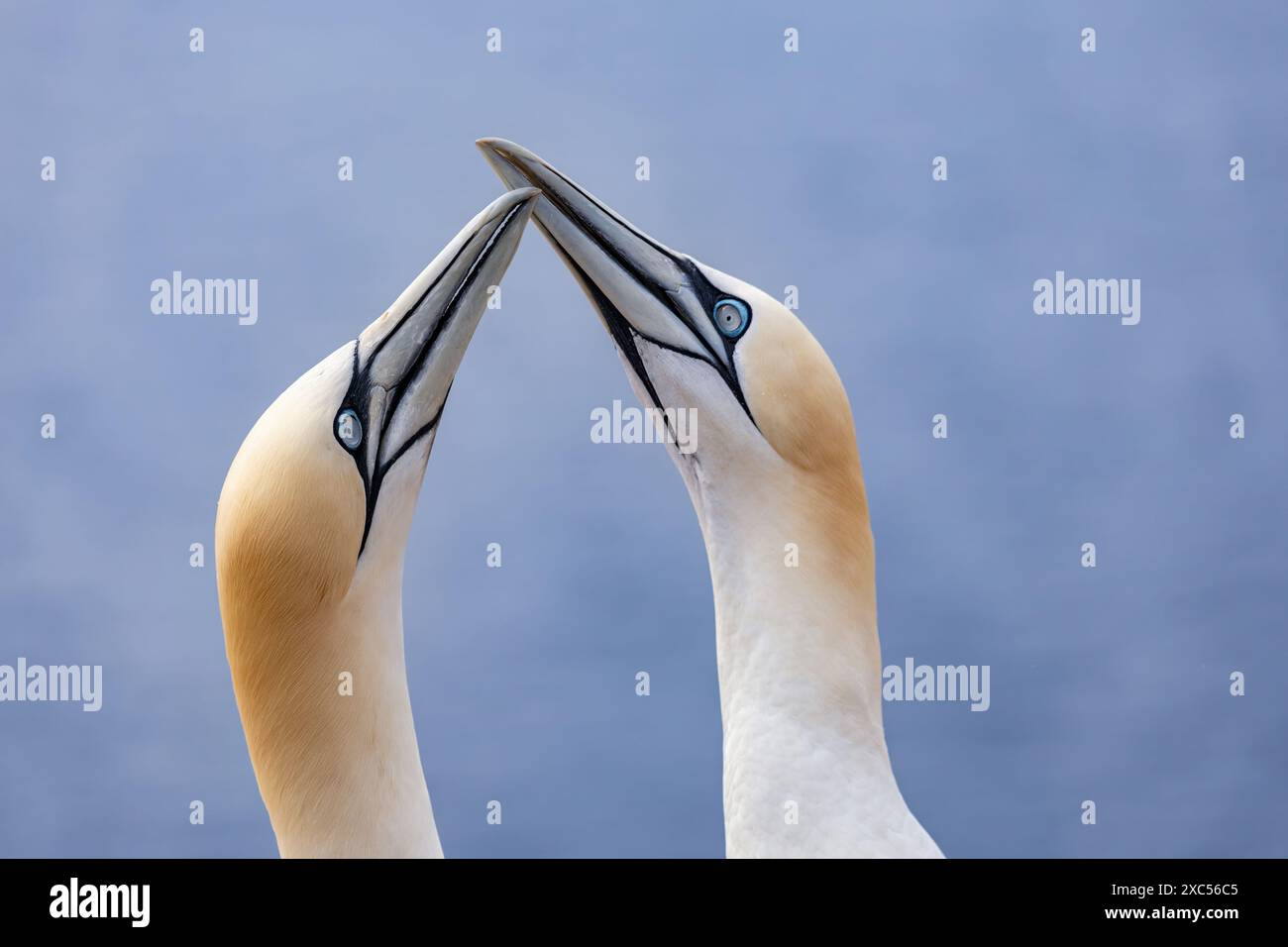 Aves gannet hi-res stock photography and images - Alamy