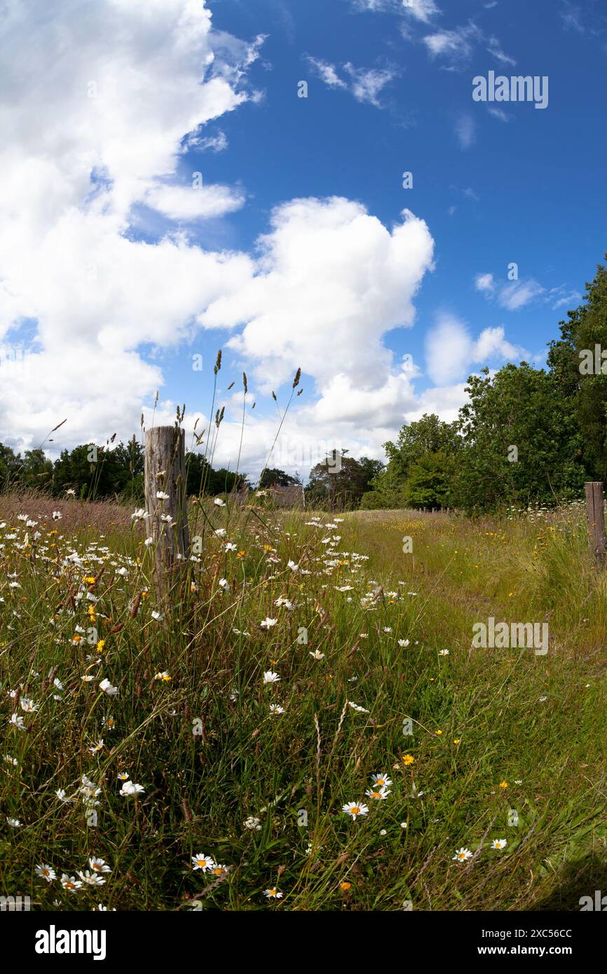 Keston common hi-res stock photography and images - Alamy