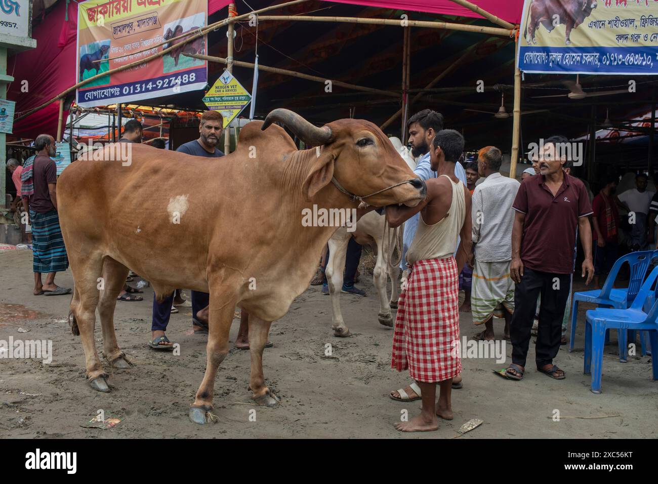 Dhaka, Bangladesh. 14th June, 2024. Traders wait for customers at a cattle market ahead of Eid ...