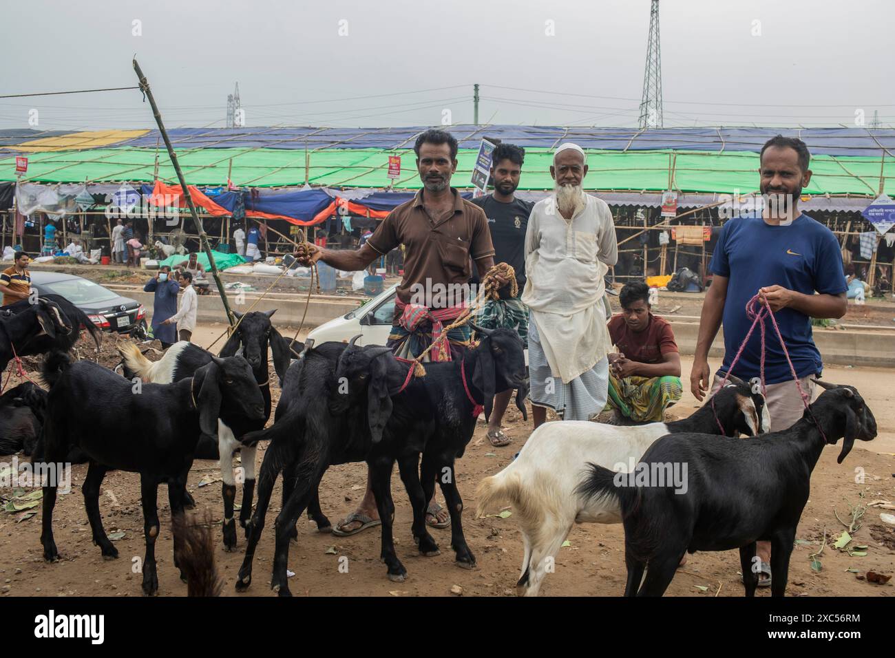 Dhaka, Bangladesh. 14th June, 2024. Traders wait for customers at a cattle market ahead of Eid ...