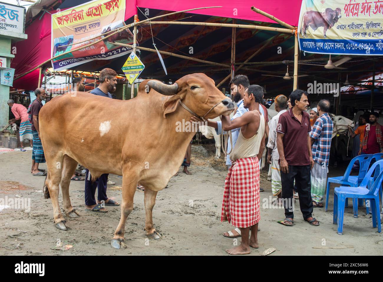 Dhaka, Bangladesh. 14th June, 2024. Traders wait for customers at a cattle market ahead of Eid ...