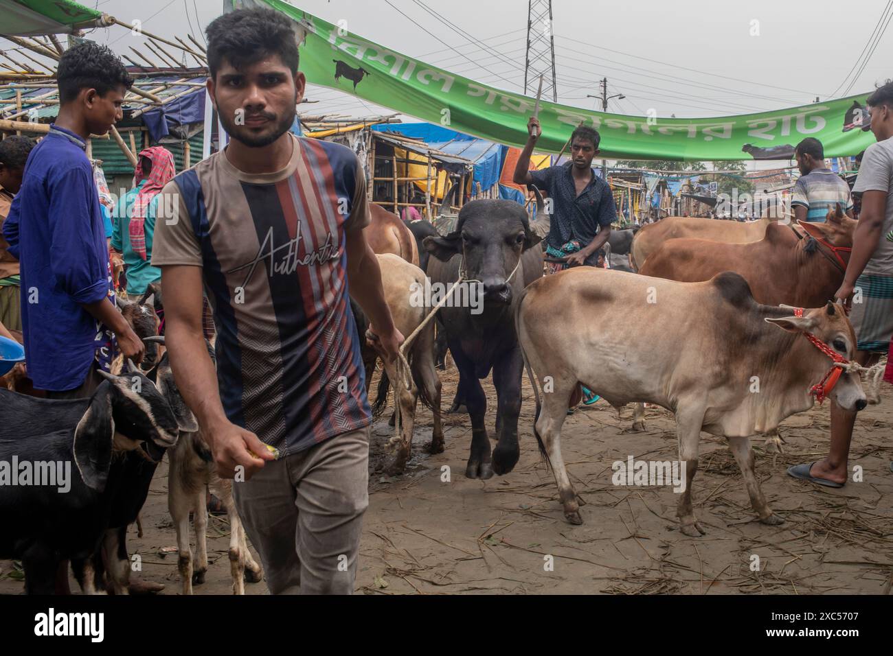 Dhaka, Bangladesh. 14th June, 2024. Traders wait for customers at a cattle market ahead of Eid ...