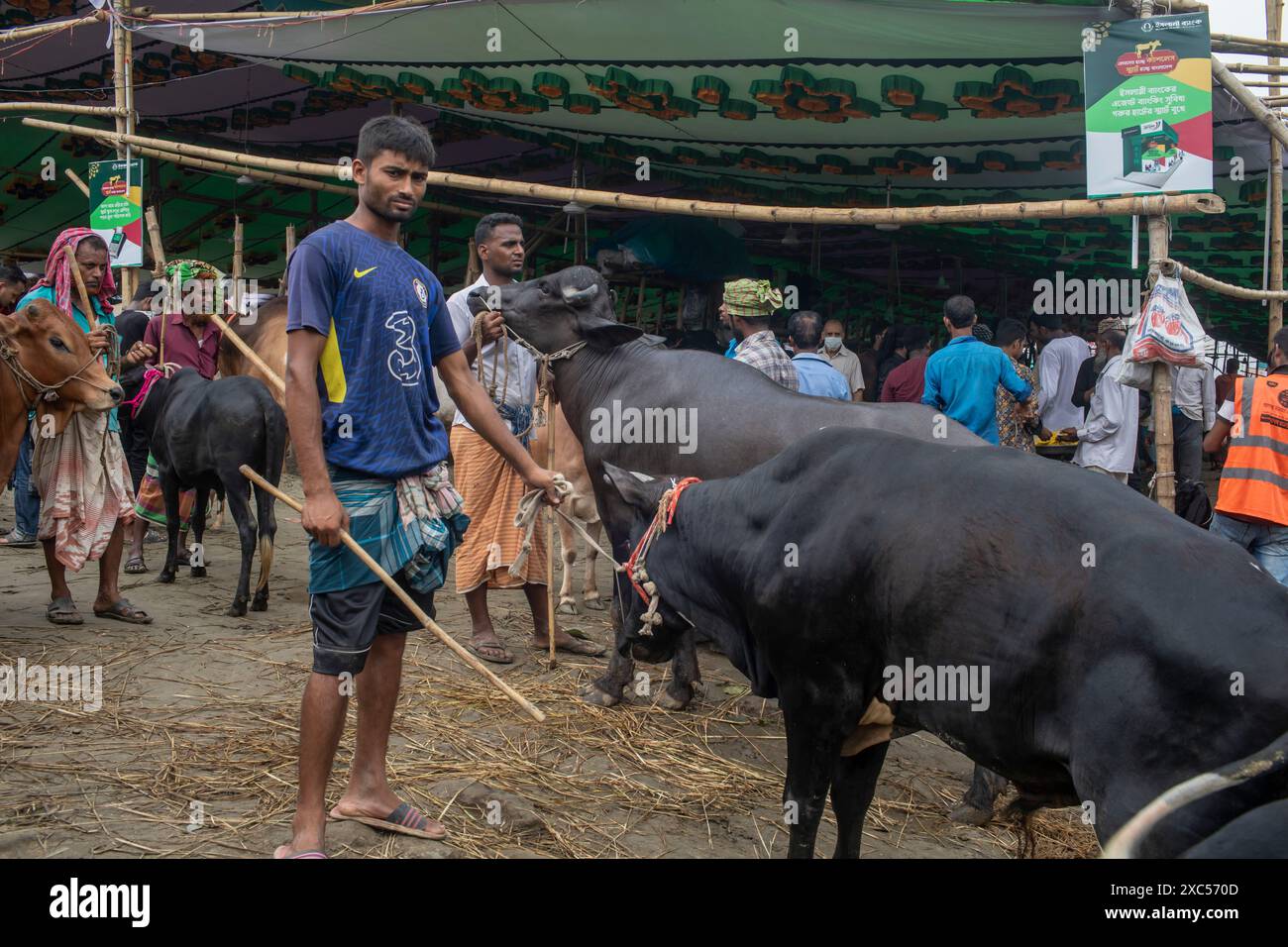 Dhaka, Bangladesh. 14th June, 2024. Traders wait for customers at a cattle market ahead of Eid ...