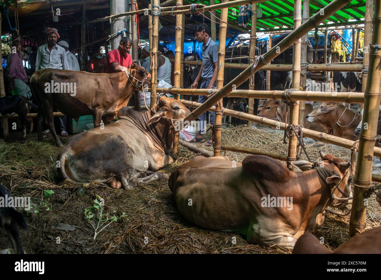Dhaka, Bangladesh. 14th June, 2024. Traders wait for customers at a cattle market ahead of Eid ...