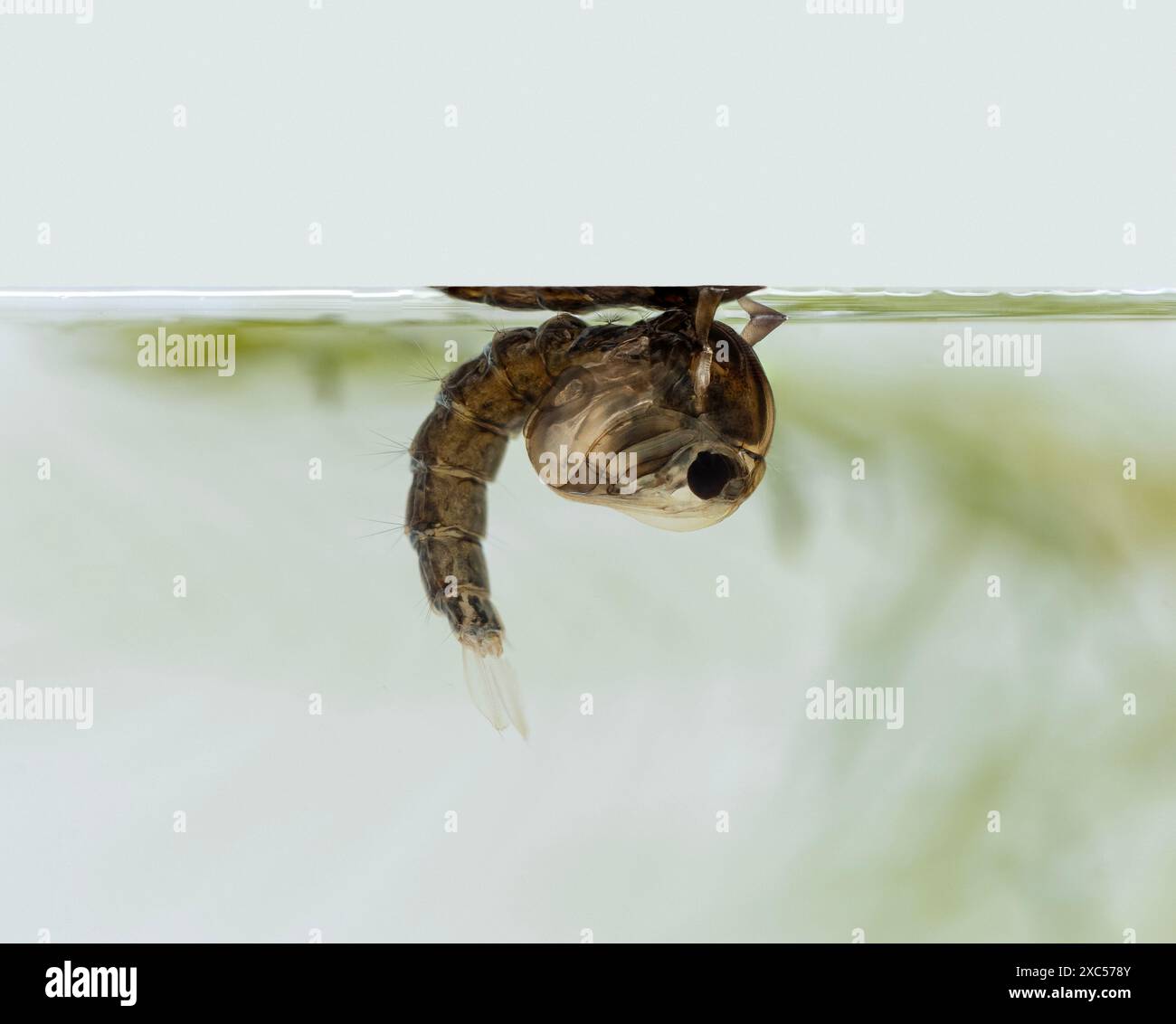 Close-up side view of a mosquito pupa, family Culicidae, resting under ...