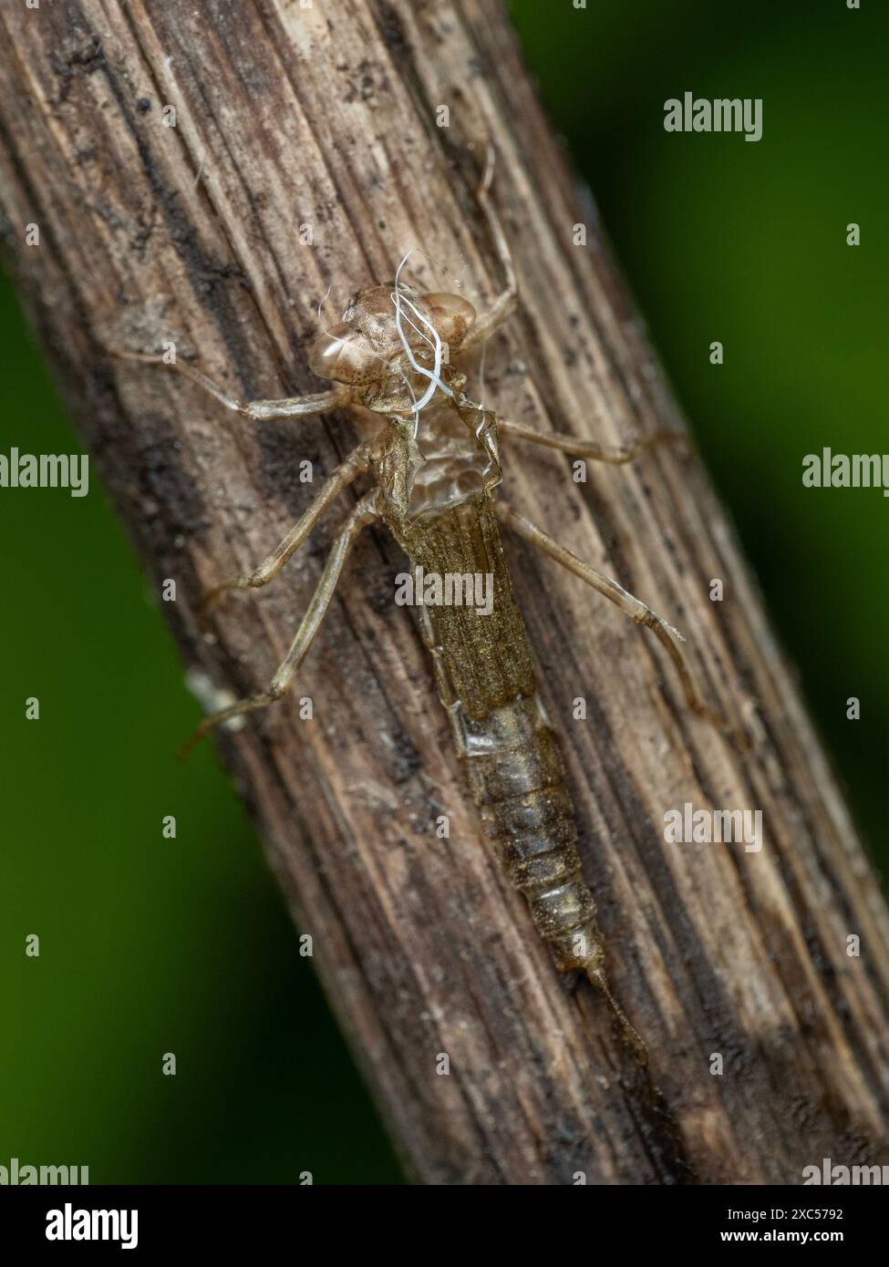 dorsal view of the molted exoskeleton of a damselfly naiad (Zygoptera ...