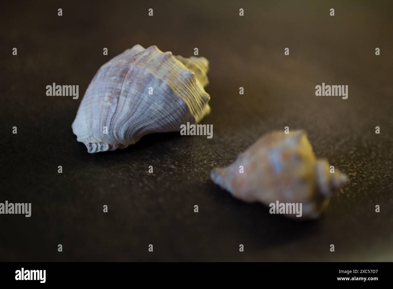 Black Sea rapan shells on pebbles Stock Photo - Alamy