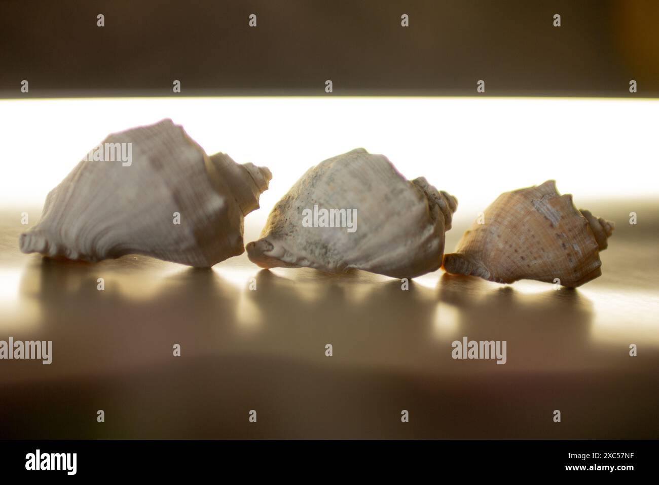 Black Sea rapan shells on pebbles Stock Photo - Alamy