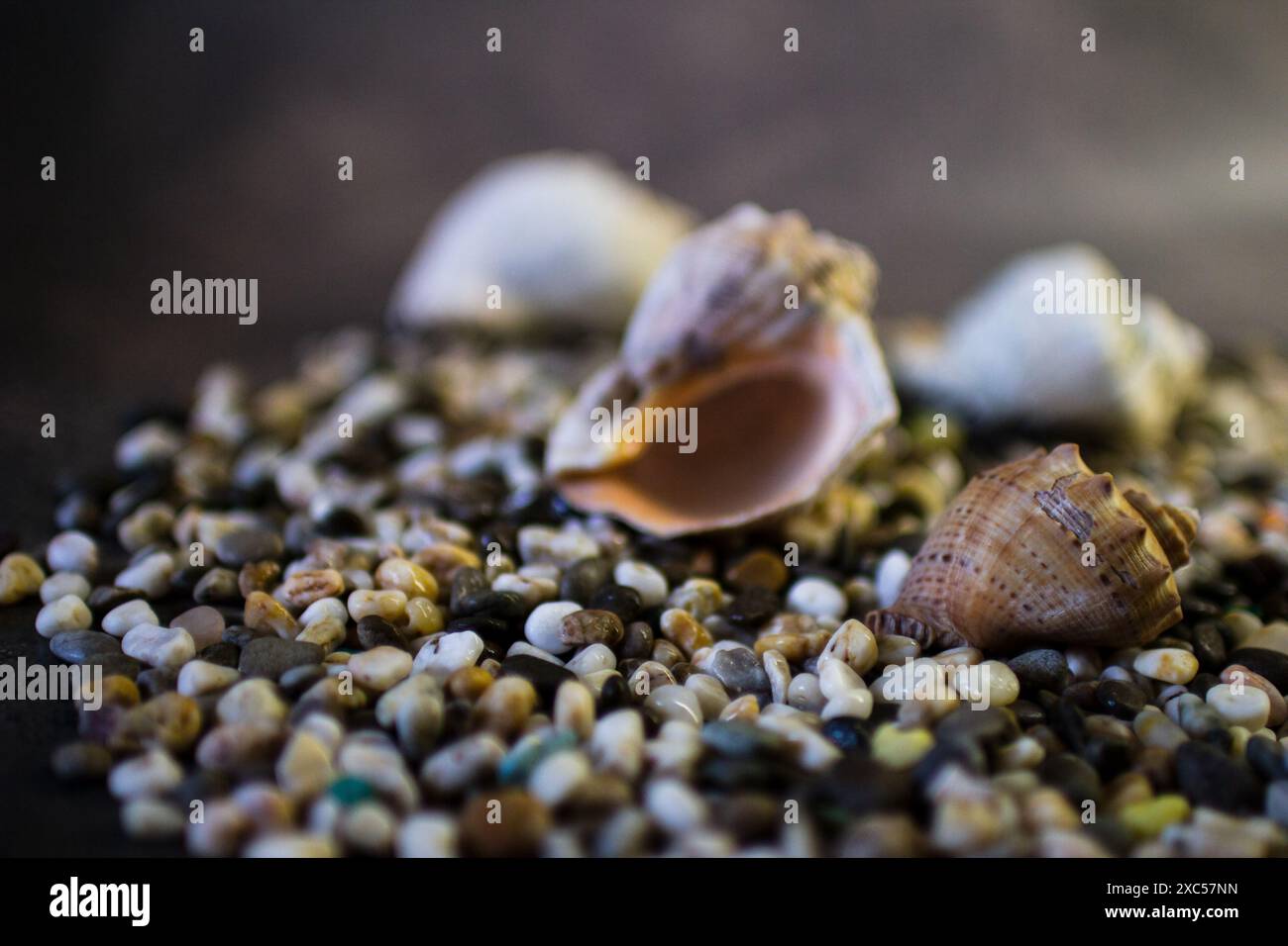 Black Sea rapan shells on pebbles Stock Photo - Alamy