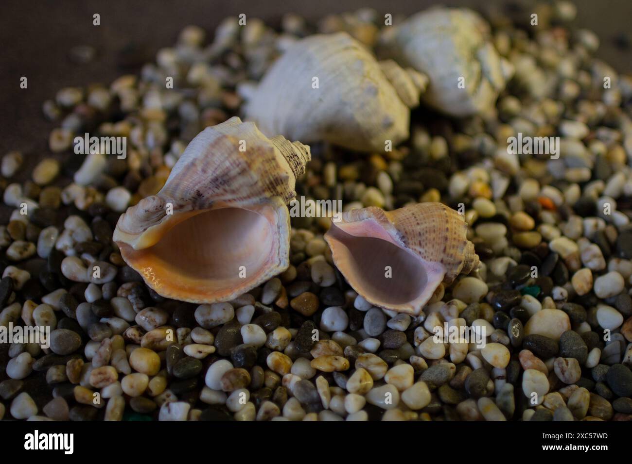 Black Sea rapan shells on pebbles Stock Photo - Alamy
