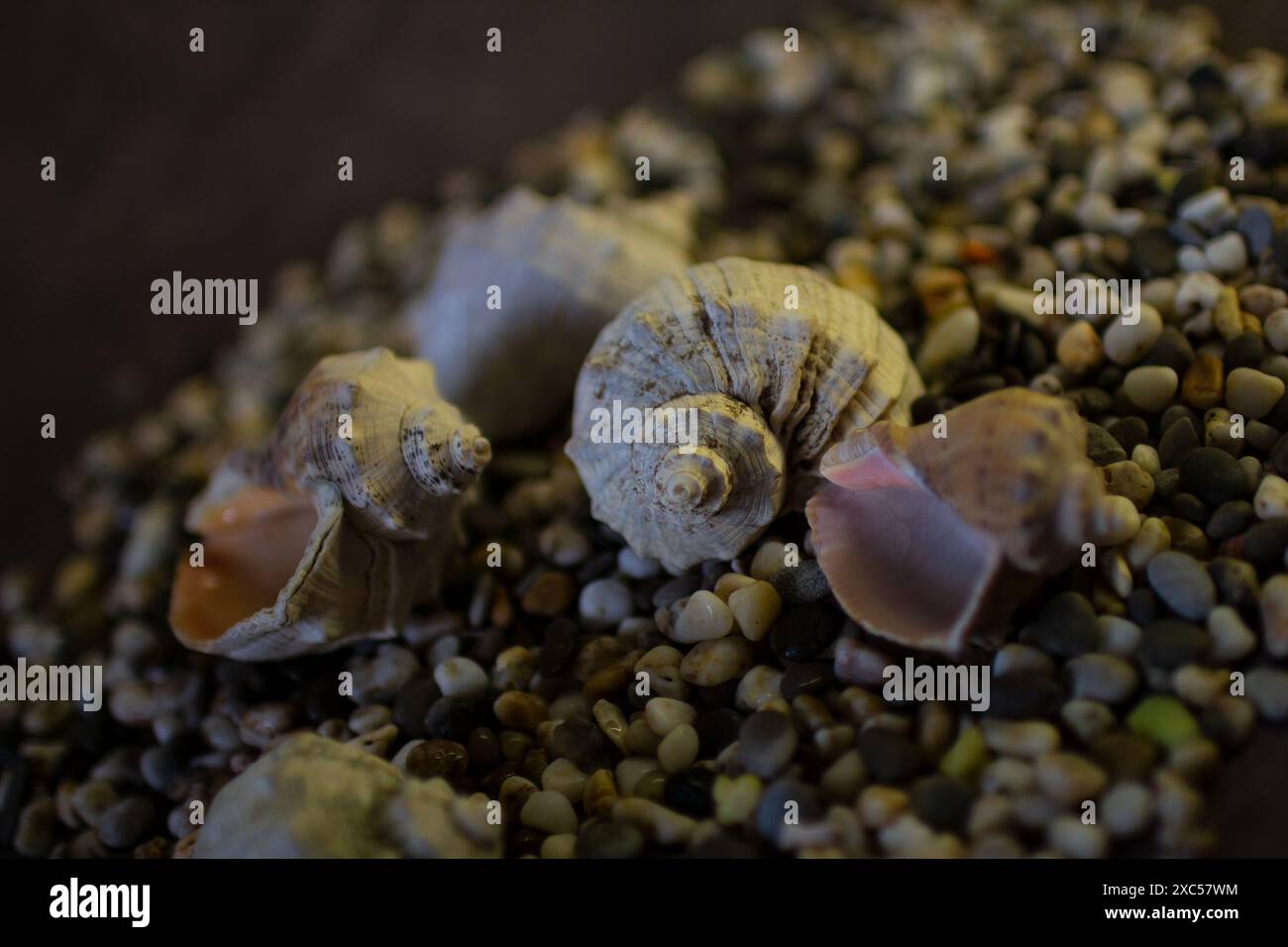 Black sea rapan shells hi-res stock photography and images - Alamy