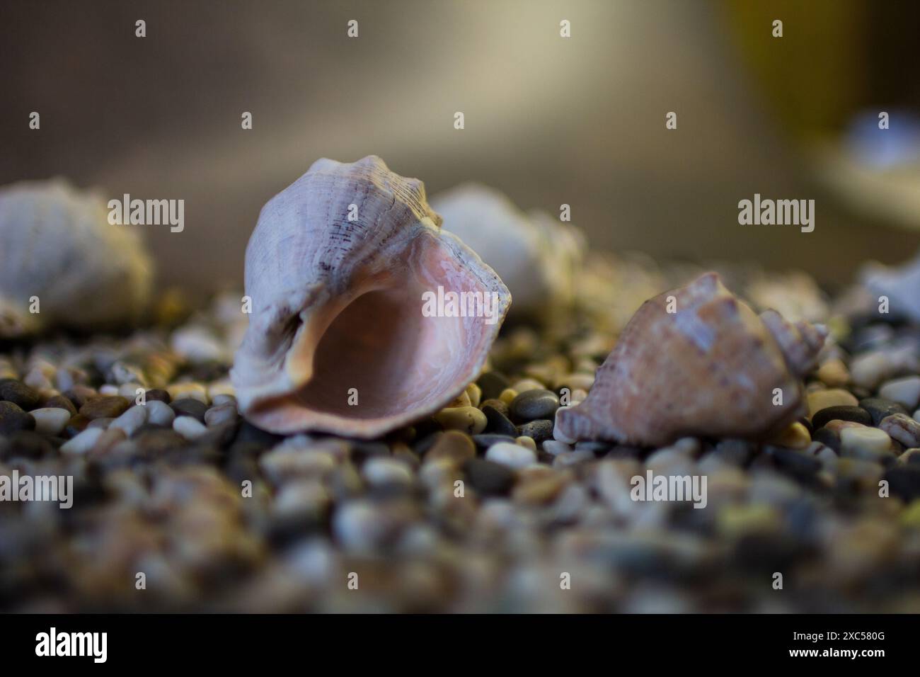 Black Sea rapan shells on pebbles Stock Photo - Alamy