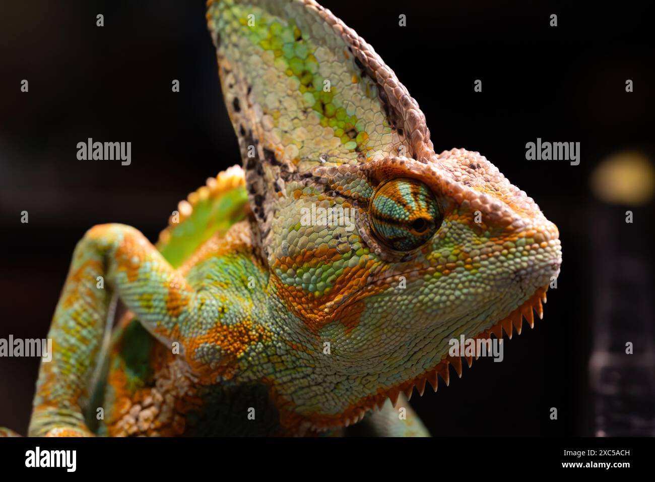 Beautiful Green Veiled Chameleon (Chamaeleo calyptratus) Looking ...
