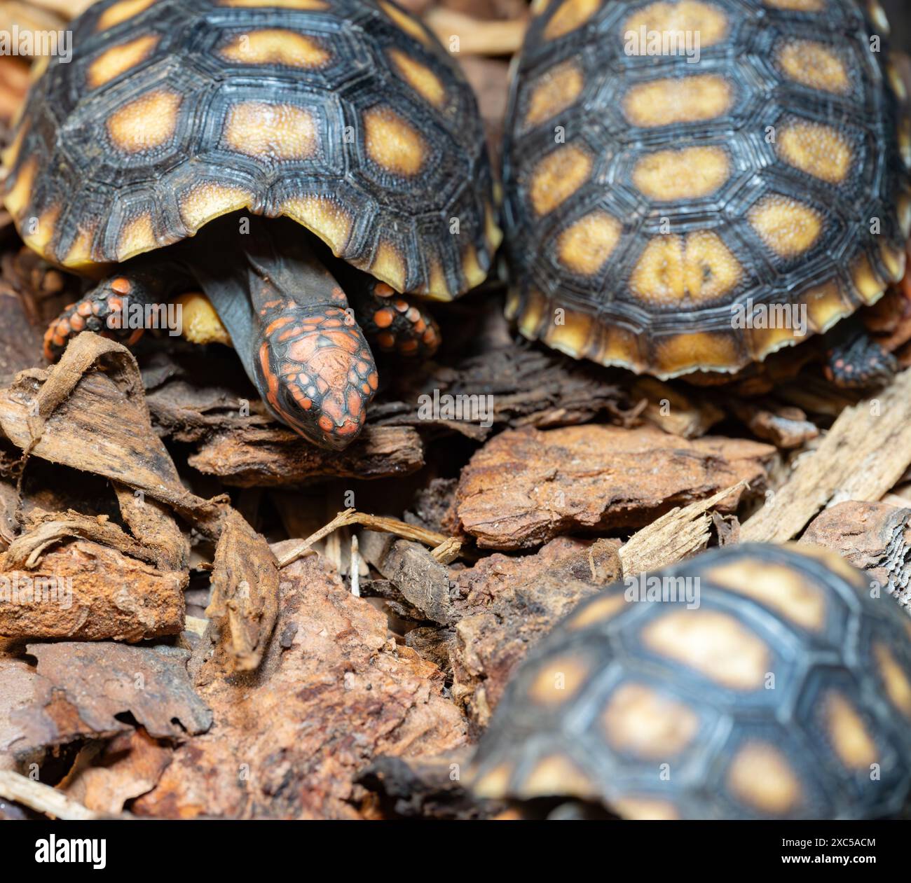Red-Footed Tortoises (Chelonoidis carbonarius) Walking Around on Chunks ...