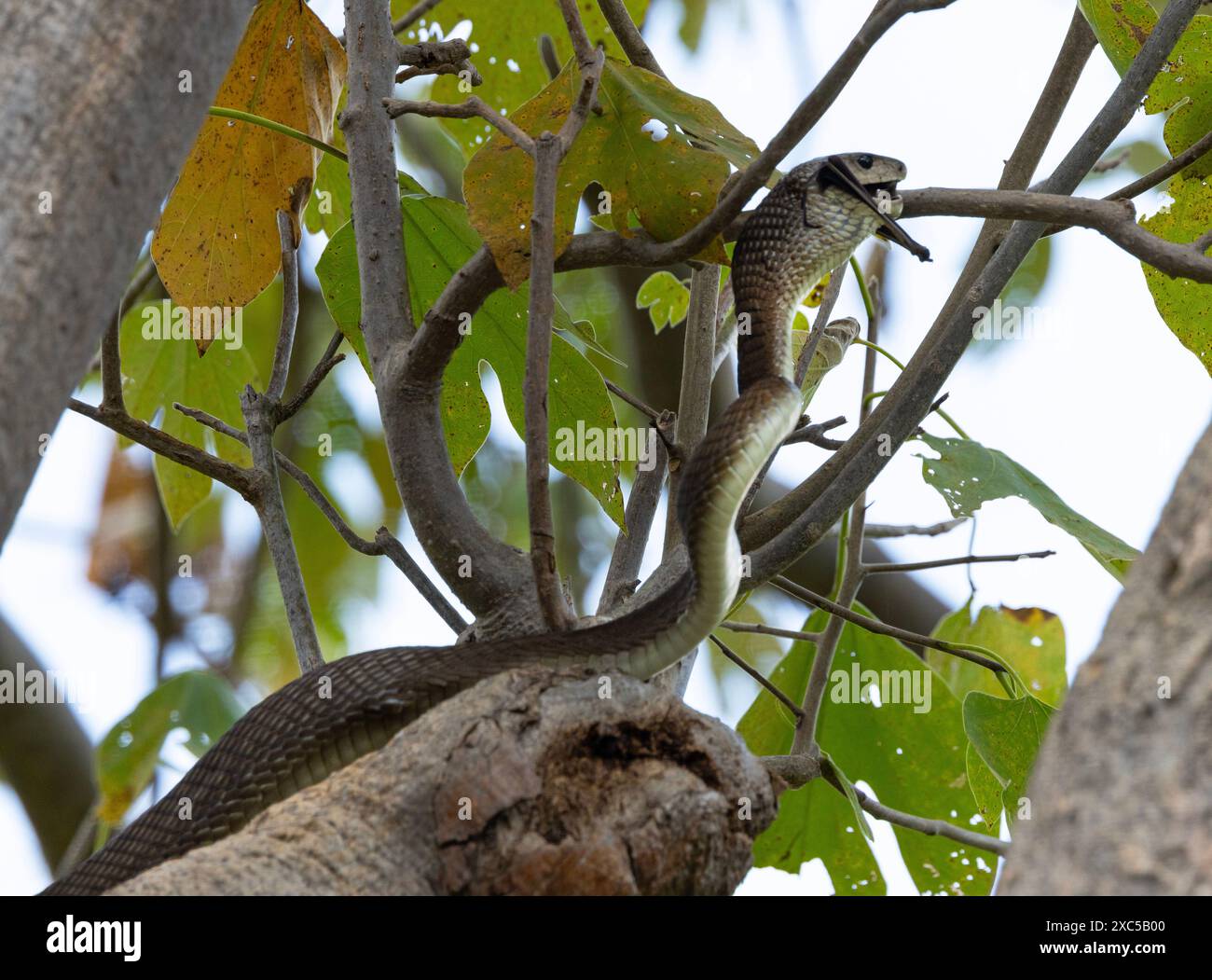 A Black mamba has caught a tomb bat that was sleeping in a communal ...