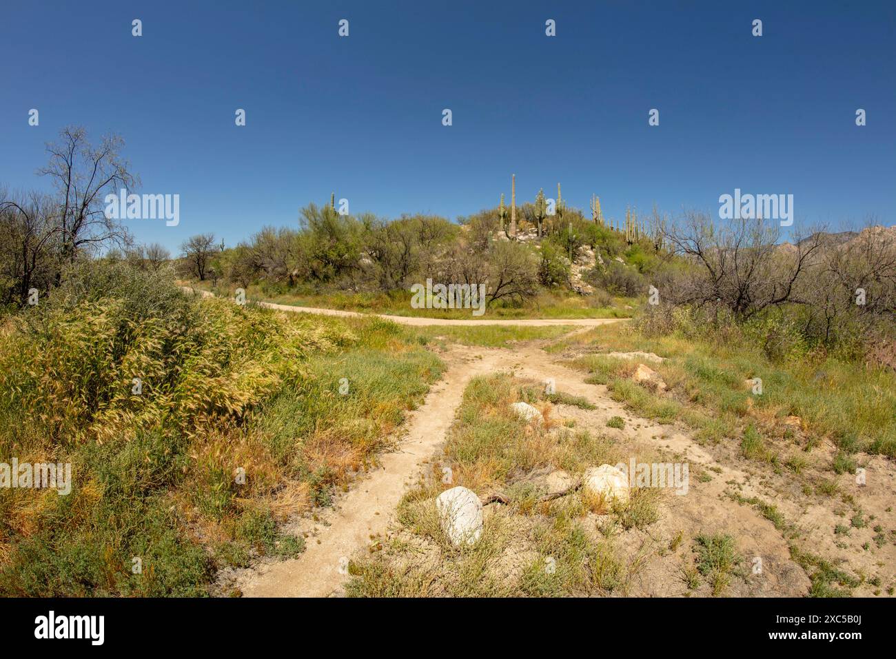 The wide open space of the glorious Catalina State Park, Oro Valley ...