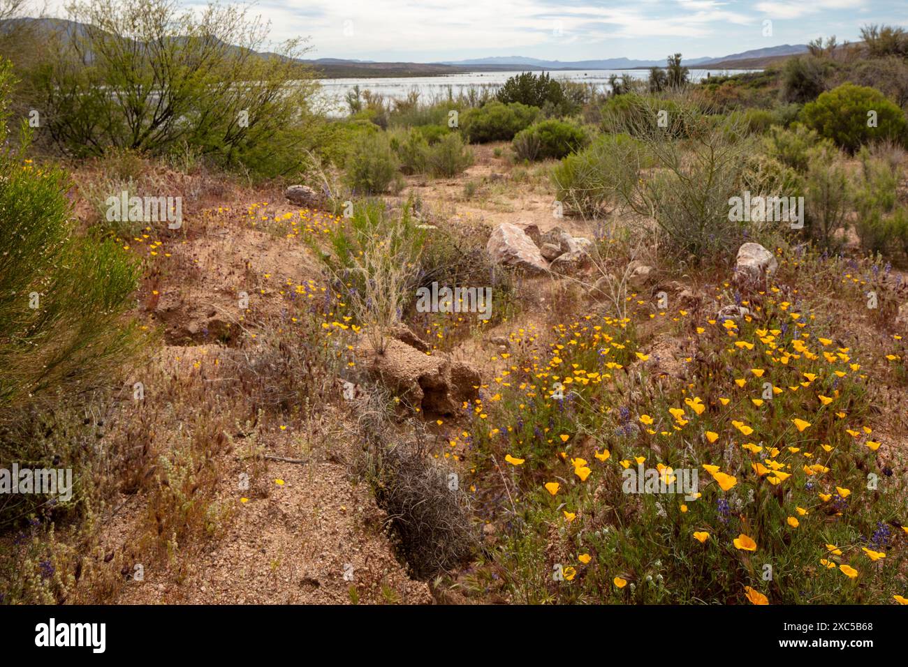 Intimate Sonoran wildflower landscape along highway 77 (Globe to Tucson ...