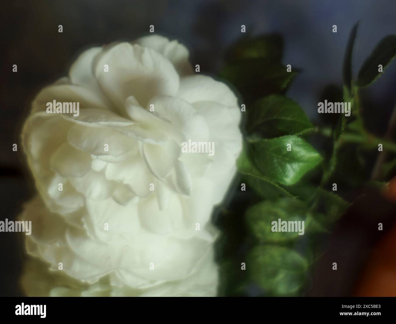 Deceptively simple poster ready high resolution White Peony flower ...