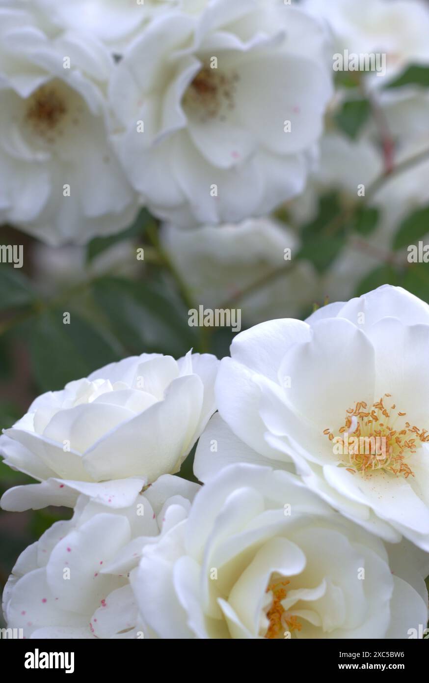 Gardening tipps hi-res stock photography and images - Alamy