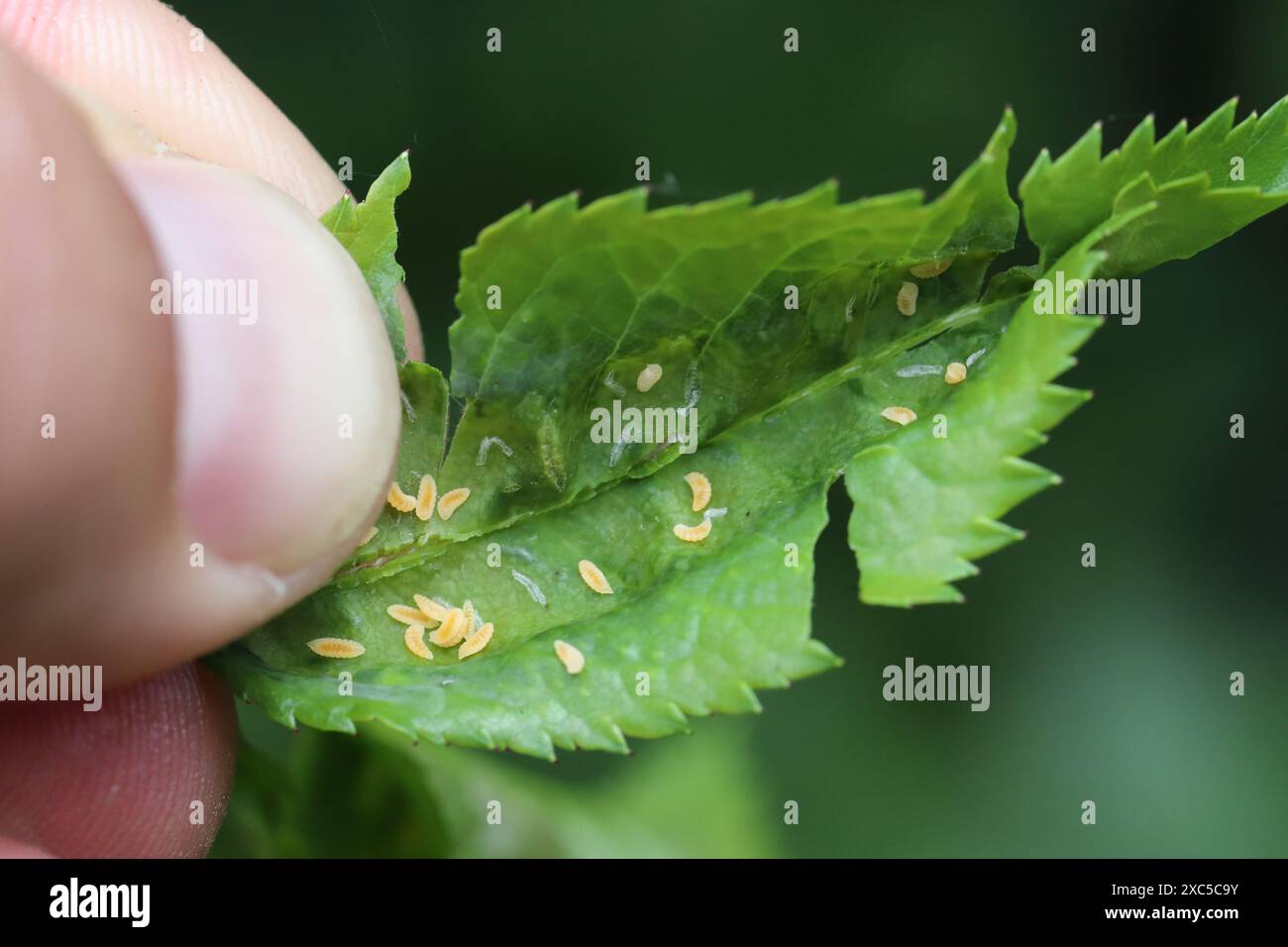 Aphid midge larvae hi-res stock photography and images - Alamy