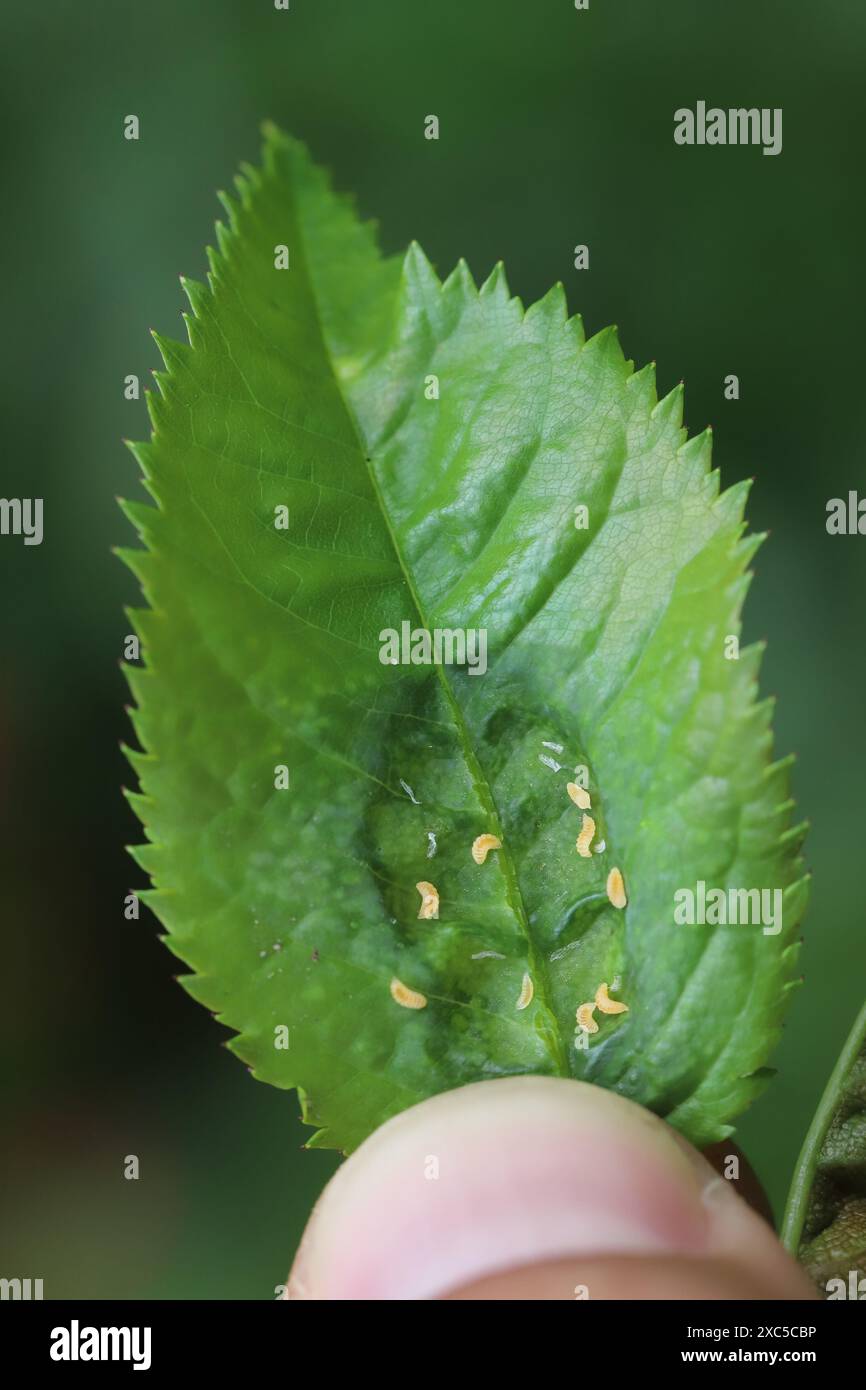 Wachtliella hi-res stock photography and images - Alamy