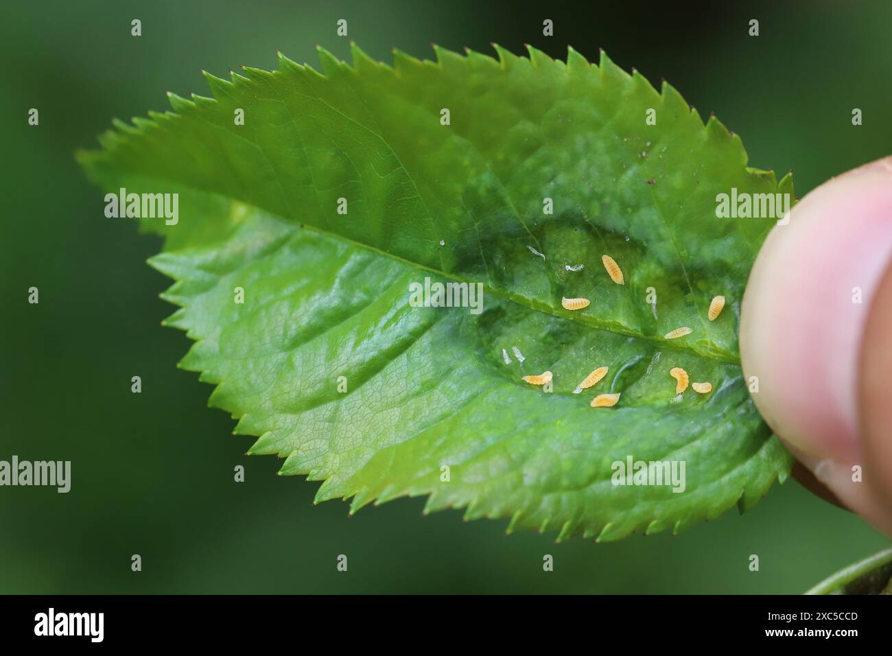 Rose midge (Dasineura rosae synonym Wachtliella rosarum). Larvae ...