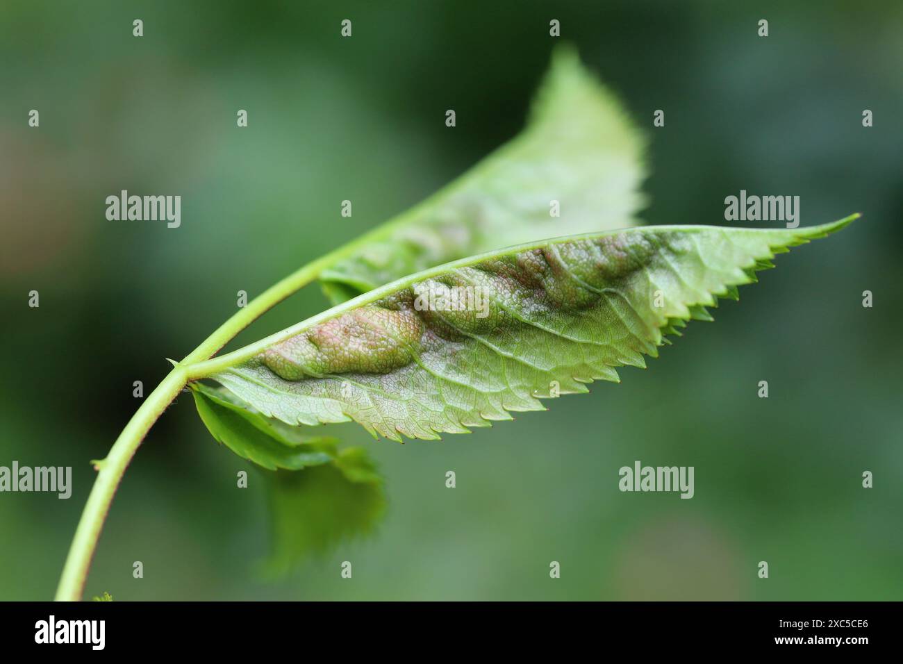 Aphid midge larvae hi-res stock photography and images - Alamy