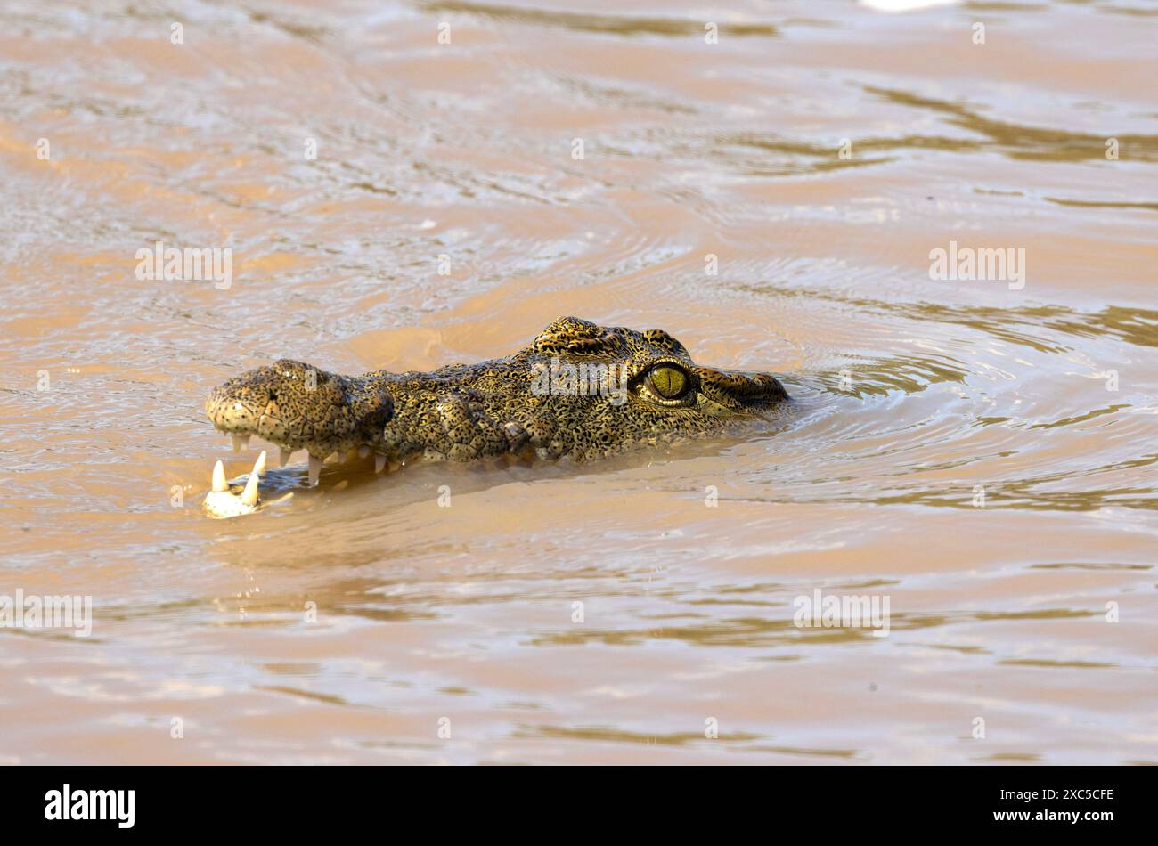 Lie in wait predator hi-res stock photography and images - Alamy