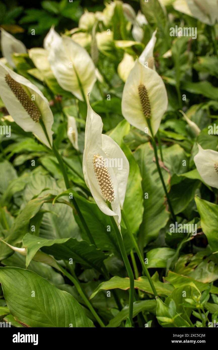 Lakes in hanoi hi-res stock photography and images - Alamy