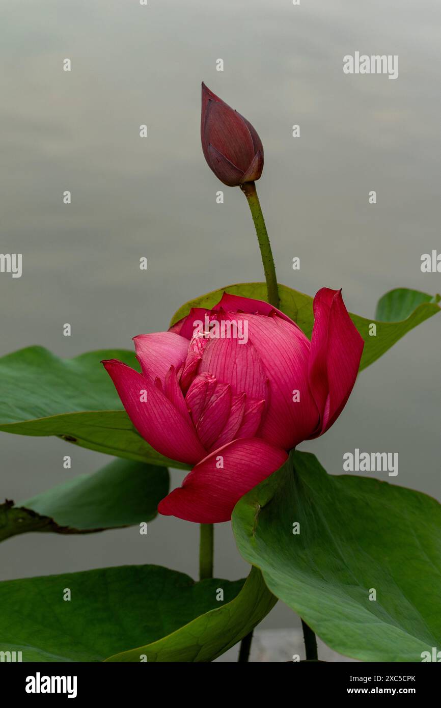 Bold lotus flowers hi-res stock photography and images - Alamy