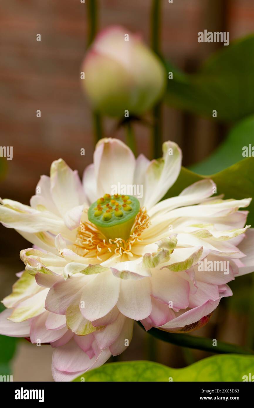 Compelling, Dazzling, Excellent, Intriguing natural close up, high ...
