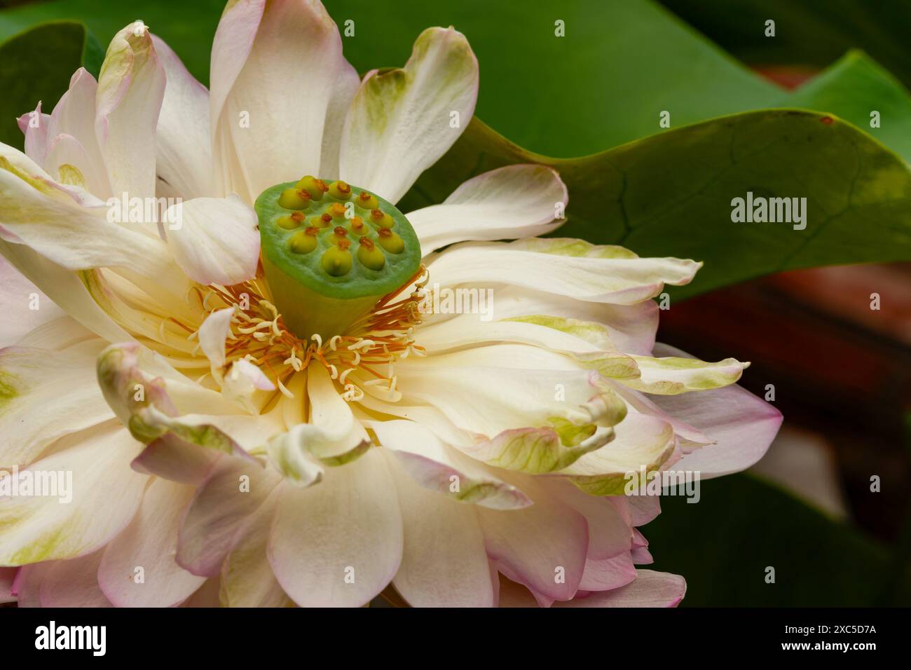 Compelling, Dazzling, Excellent, Intriguing natural close up, high ...