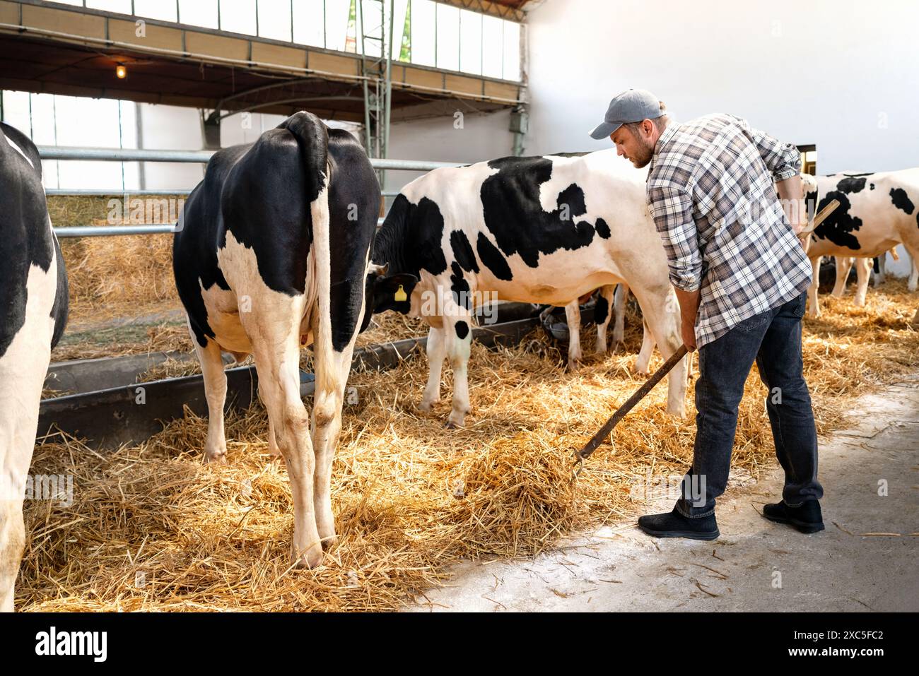 Male farm worker working in livestock farm. Farmer covering floor in ...