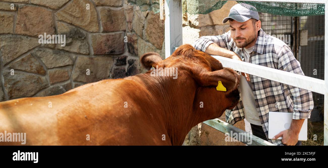 A male farm worker inspects cows at a cattle farm Stock Photo - Alamy