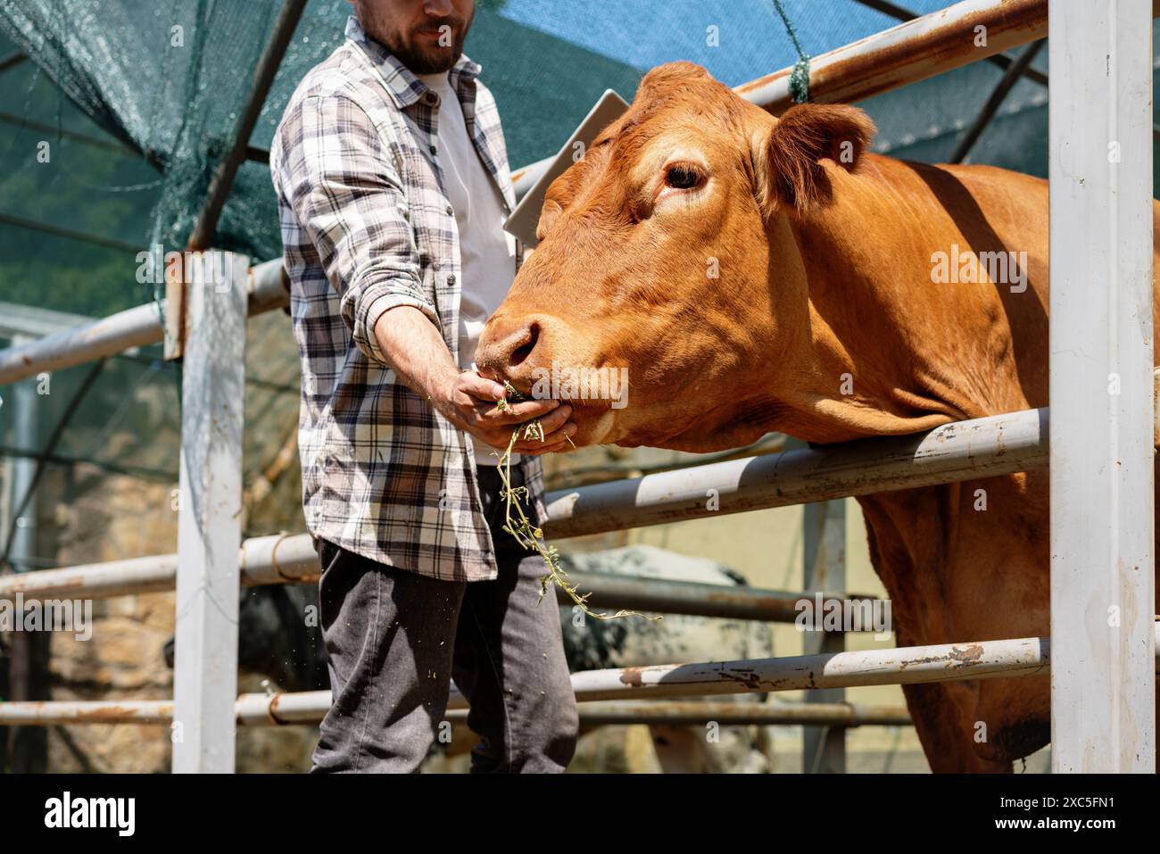 Man farmer inspecting and feeding cow on a livestock bio farm Stock ...