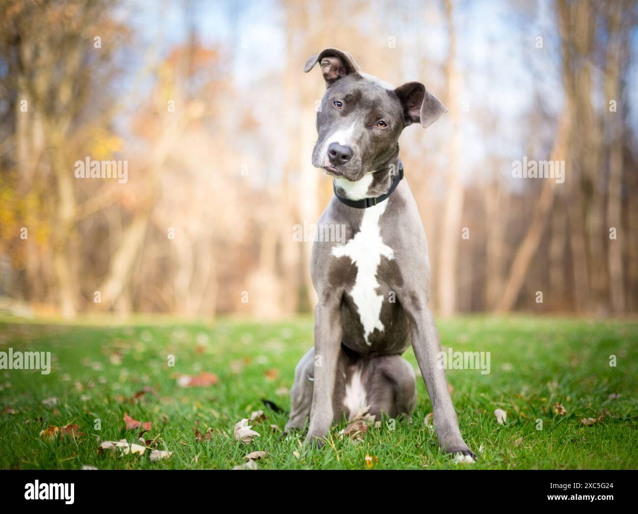 A Gray And White Pit Bull Terrier Mixed Breed Dog With Large Floppy