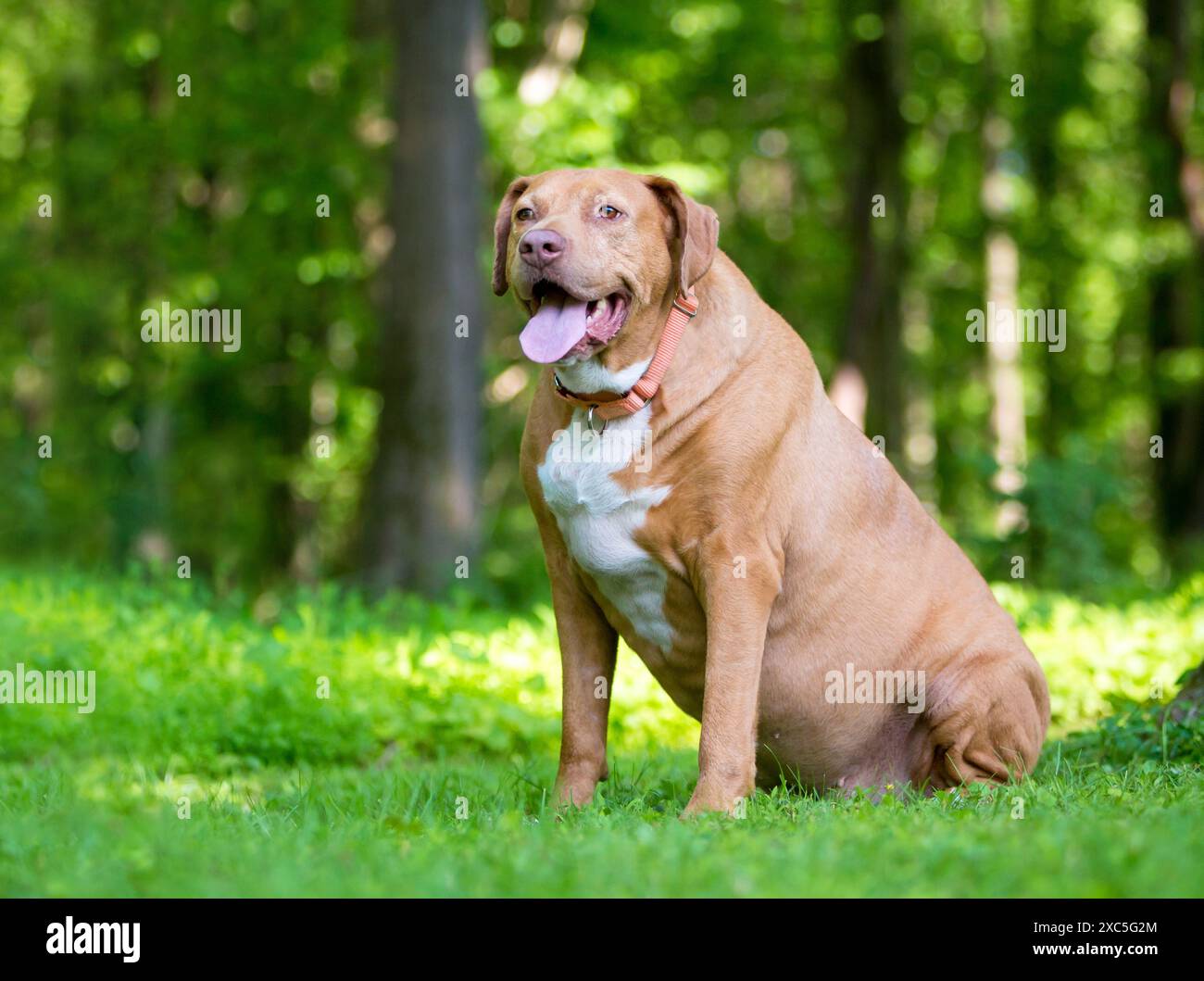 An obese Labrador Retriever mixed breed dog sitting outdoors Stock ...