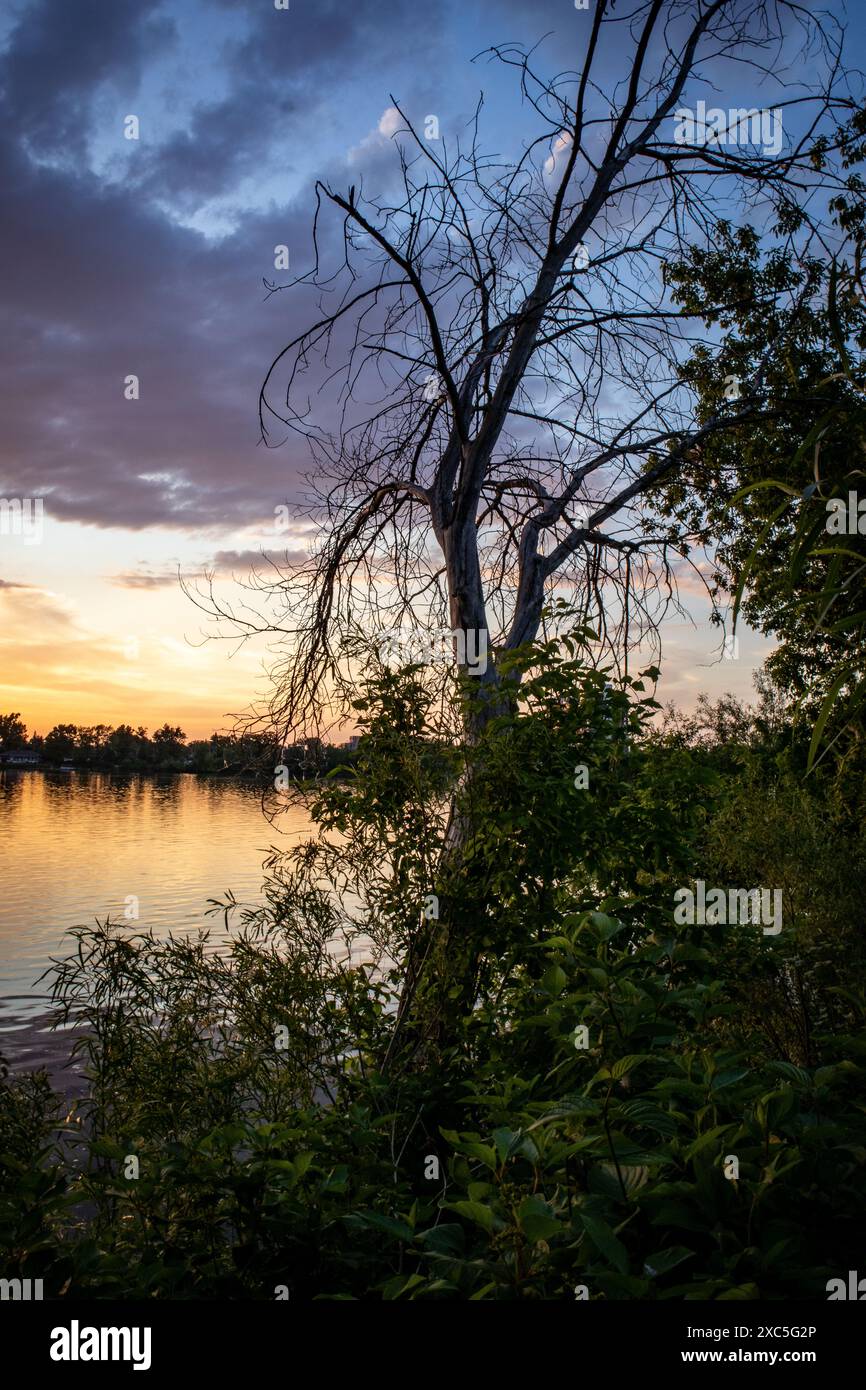 Old tree with sunset colors in the background Stock Photo - Alamy