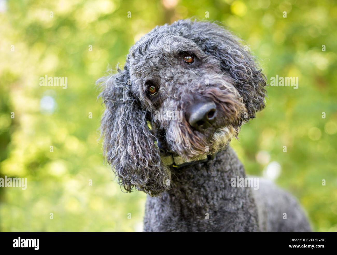 A gray Poodle dog looking at the camera and listening with a head tilt ...