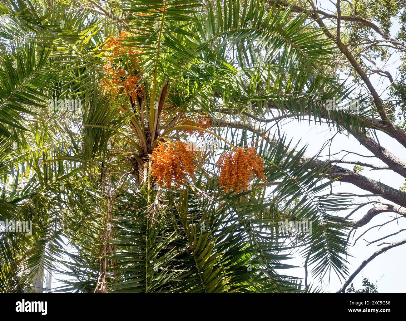 Pindo Palm trees (Butia odorata), also known as Jelly Palm trees, with ...