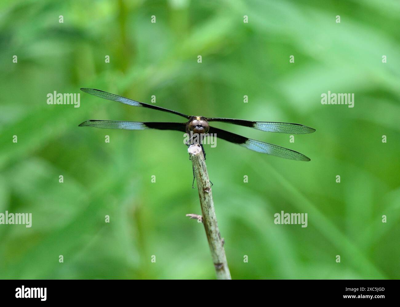 Female Widow Skimmer (Libellula luctuosa Stock Photo - Alamy