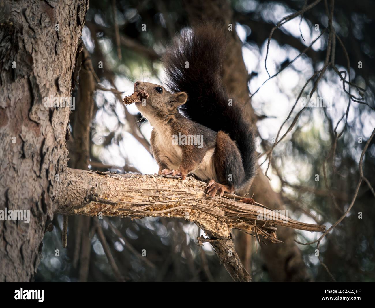 Red squirrel is eating an pinecone hi-res stock photography and images - Alamy