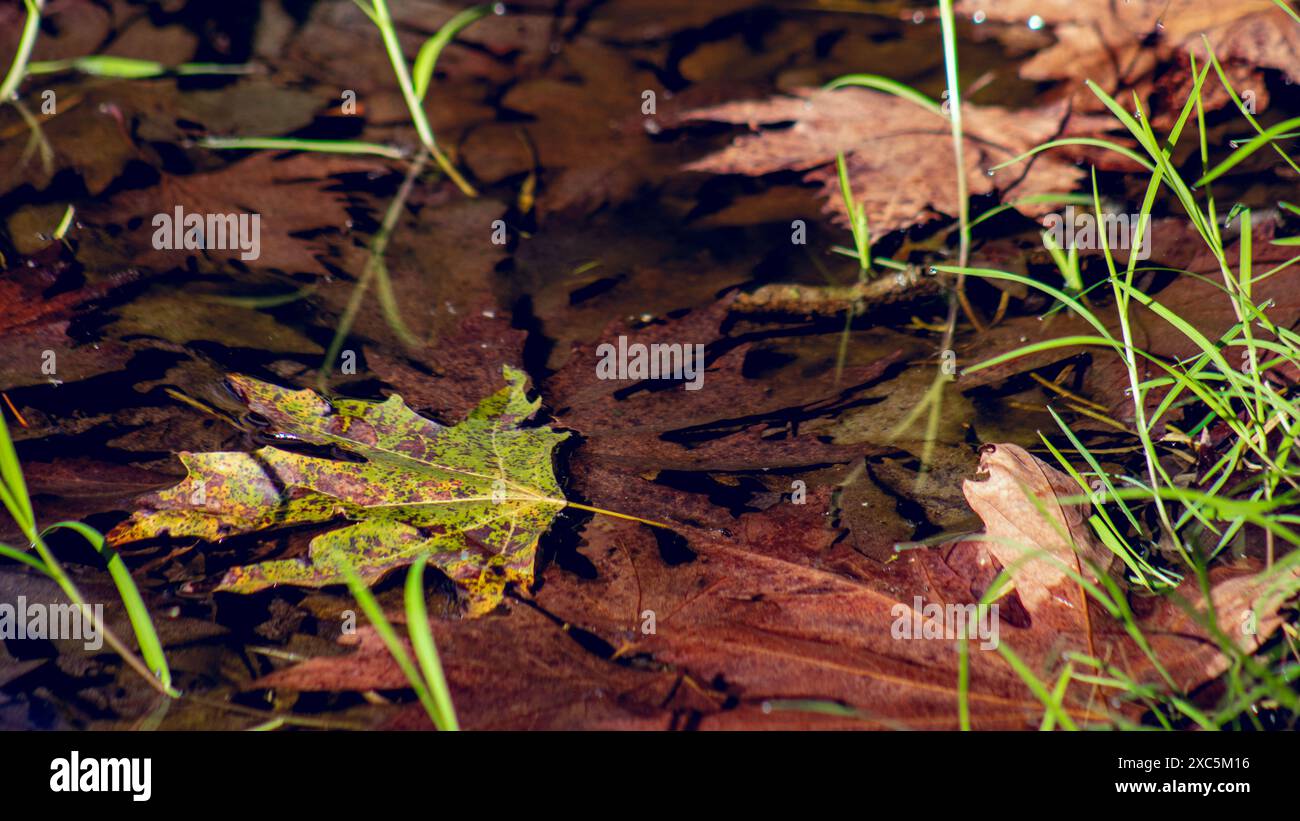 Autumn leaves floating in water, symbolizing change, reflection, and the passage of time Stock ...