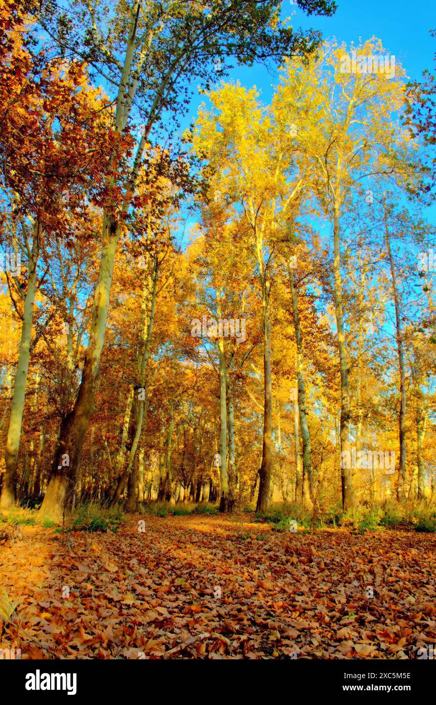 Autumn Wonders: Capturing the Magic of the Fall Landscape. Selective ...